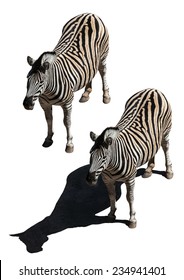 Spotted Hyenaafrica Animalblack White Picture Vector: vector de stock ...
