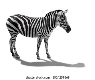 3,015 Zebra side view Images, Stock Photos & Vectors | Shutterstock