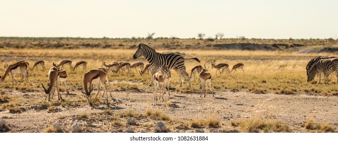 Zebra Springboks Stock Photo 1082631884 | Shutterstock