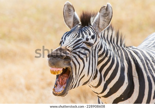 Zebra Teeth Stock Photo (Edit Now) 228908608