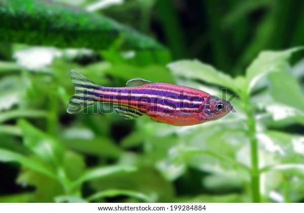 Zebrafish Stock Photo 199284884 | Shutterstock
