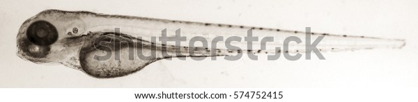 Zebrafish Larvae Seen Under Microscope Stock Photo 574752415 | Shutterstock