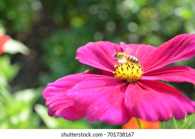 129 Zenia leaves Images, Stock Photos & Vectors | Shutterstock