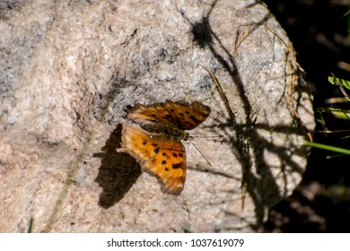 8 imagens de Zephyr anglewing butterfly Imagens, fotos stock e vetores ...