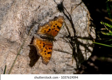 8 imagens de Zephyr anglewing butterfly Imagens, fotos stock e vetores ...