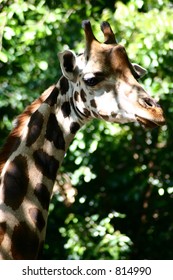 Ziraff Images, Stock Photos & Vectors | Shutterstock