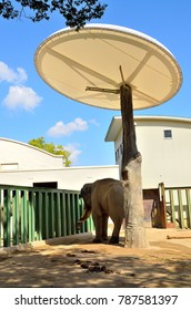 Zoo Elephant Cage Stock Photo 787581397 | Shutterstock