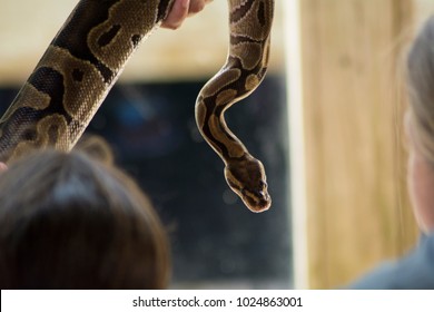 Zoo Snake Handler Stock Photo 1024863001 | Shutterstock