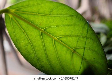 Zoomed Image Leaf Stock Photo (Edit Now) 1460078147