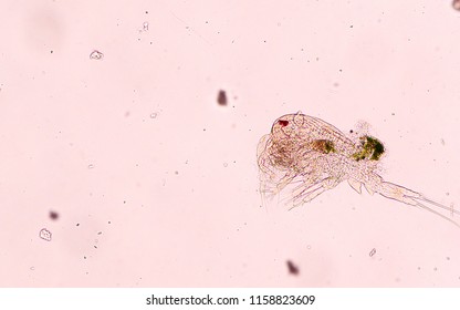 Zooplankton Images, Stock Photos & Vectors | Shutterstock