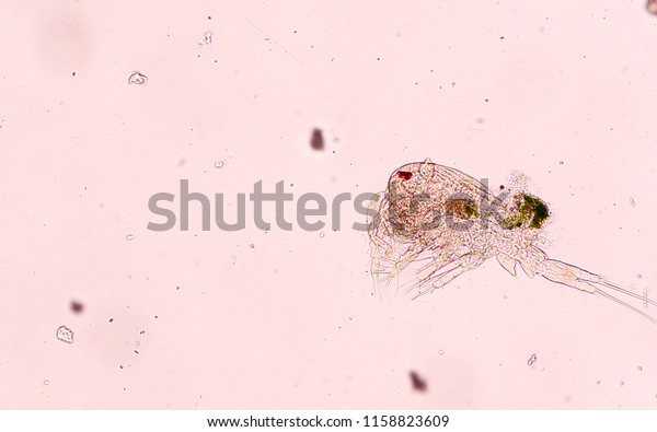 Zooplankton Algae Microscope Stock Photo (Edit Now) 1158823609