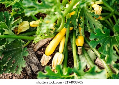 Zucchini Plant Vegetable Patch Young Yellow Stock Photo 2194938705 ...