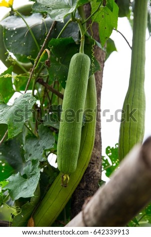 Zucchini Tree Stock Photo (Edit Now) 642339913 - Shutterstock