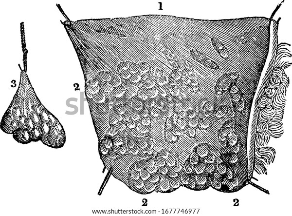 1 Portion Adipose Fat Tissue 2 Stock Vector (Royalty Free) 1677746977 ...