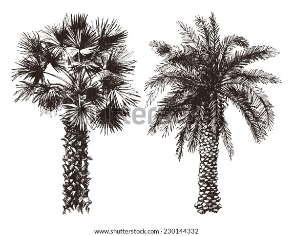 2 hand drawn palm trees in retro style