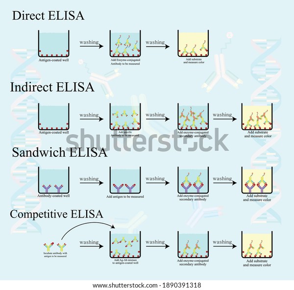 4 Type Elisa Infographic Concept Show Stock Vector (Royalty Free ...