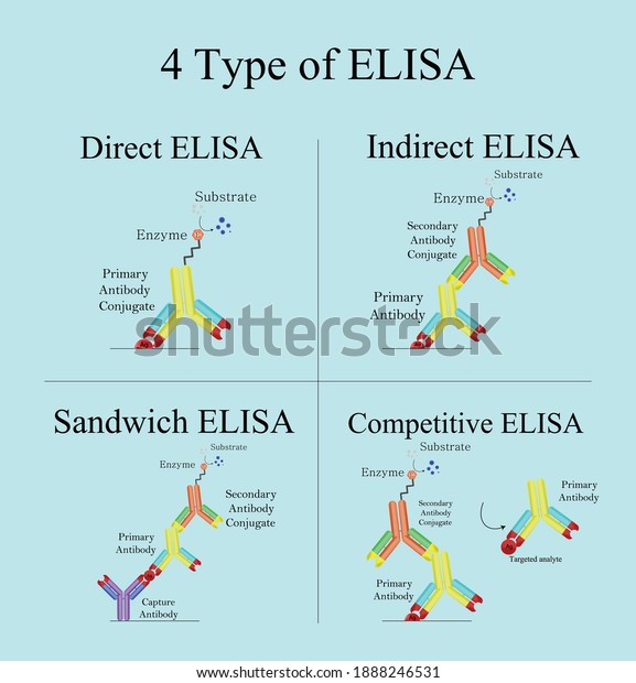 4 types d'ELISA en laboratoire, direct, : image vectorielle de stock ...