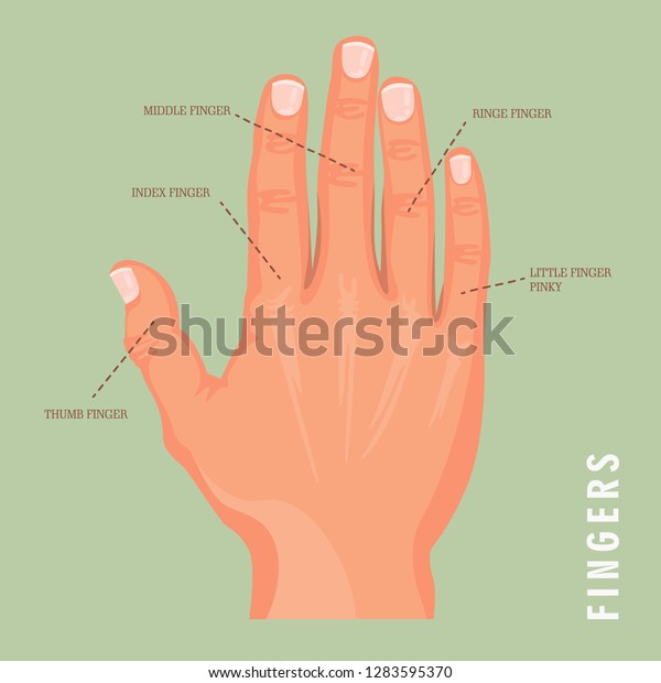 5 names of fingers. Vector poster with human hand. Isolated background.