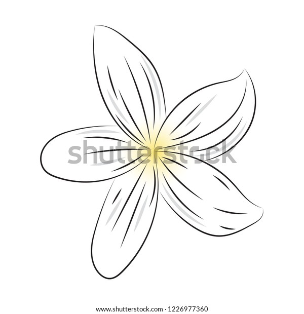5leaf Flower Hand Drawn Illustration Vector Stock Vector (Royalty Free ...