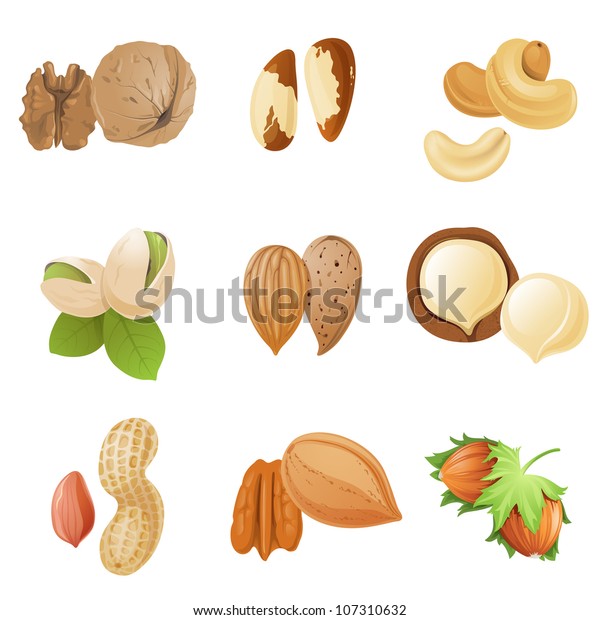 9 Highly Detailed Nut Icons Stock Vector (Royalty Free) 107310632 ...