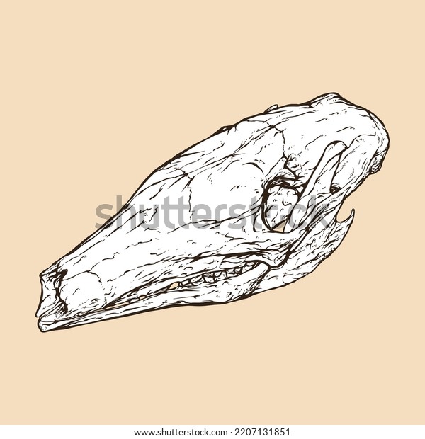Aardvark Skull Head Vector Illustration Stock Vector (Royalty Free ...