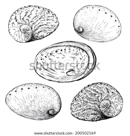 Abalone Illustration Stock Vector (Royalty Free) 200502569 - Shutterstock