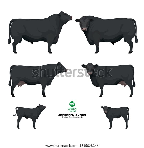Aberdeen Angus Best Beef Cattle Breeds Stock Vector (Royalty Free ...