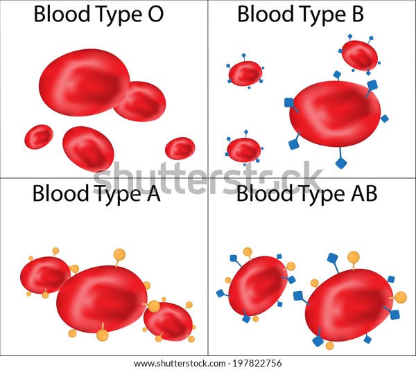 Abo Blood Groups Stock Vector (Royalty Free) 197822756