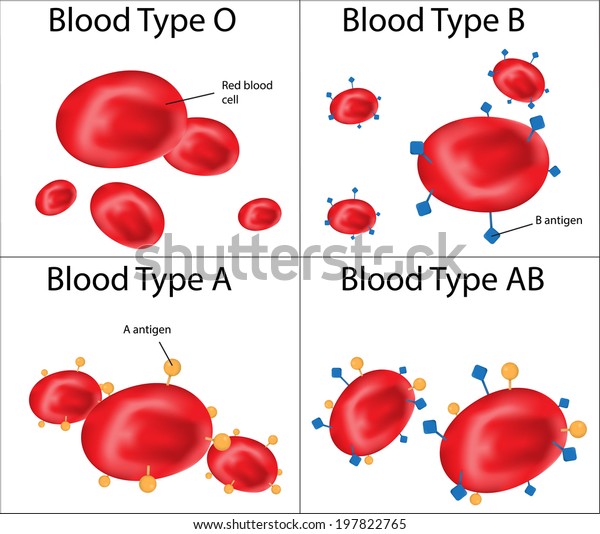 Abo Blood Groups Labeled Diagram Stock Vector (Royalty Free) 197822765