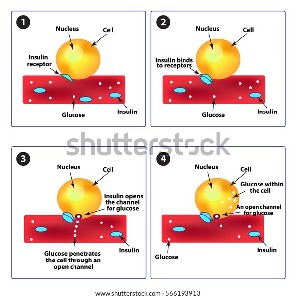 Absorption Glucose By Cell Diabetes Increase: immagine vettoriale stock ...