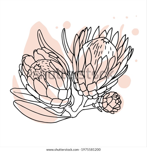 Abstract Hand Drawing Protea Line Drawing Stock Vector (Royalty Free ...