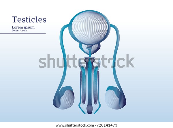Abstract Illustration Anatomical Human Testicles Stock Vector (Royalty ...