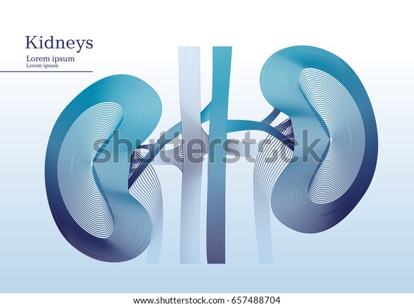 Abstract Illustration Kidneys Stock Vector (Royalty Free) 657488704