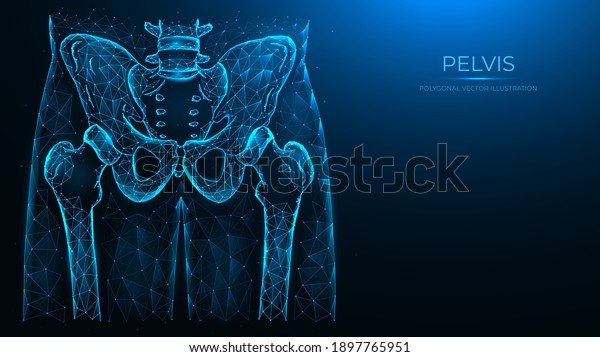 Abstract Polygonal Vector Illustration Pelvis Hip Stock Vector (Royalty ...