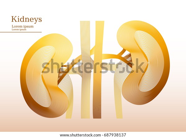 Abstract Yellow Illustration Kidneys Stock Vector (Royalty Free) 687938137