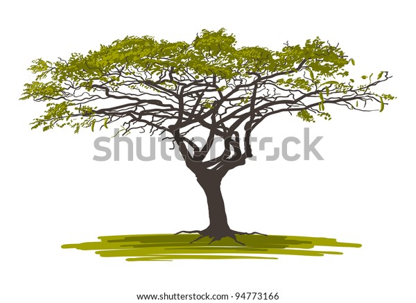 Acacia Tree Stock Vector (Royalty Free) 94773166