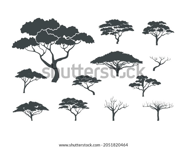 Acacia Tree Vector Collections Set Acacia Stock Vector (Royalty Free ...