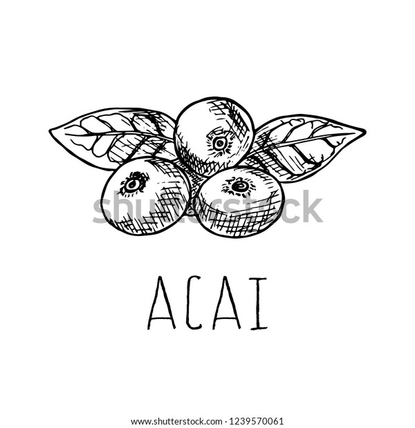 Acai Berries Vector Handdrawn Illustration Isolated Stock Vector ...