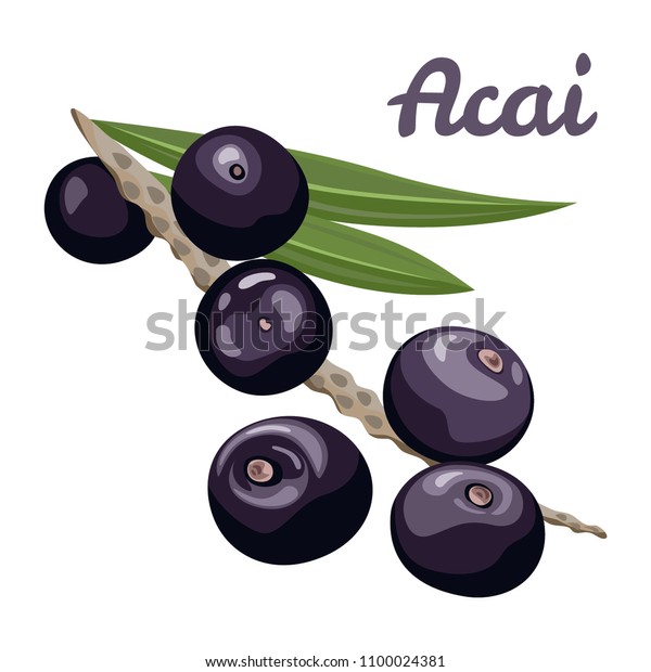 Acai Berries Vector Illustration Branch Berries Stock Vector (Royalty ...