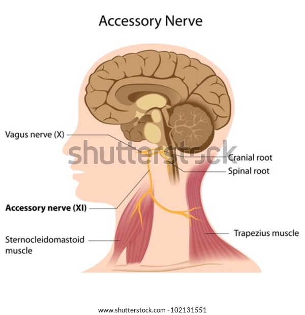 Accessory Nerve Stock Vector (Royalty Free) 102131551