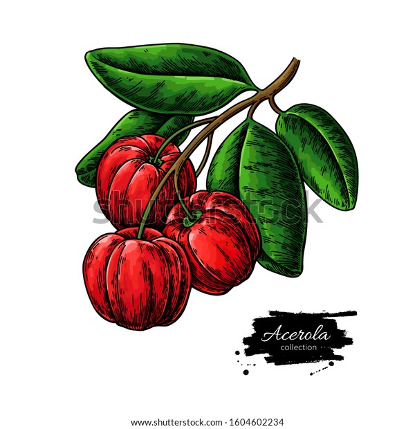 Acerola Fruit Vector Drawing Barbados Cherry Stock Vector (Royalty Free ...