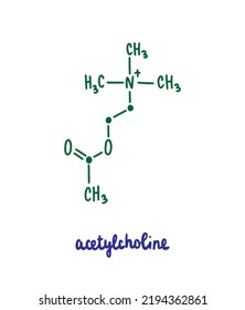 Acetylcholine Hand Drawn Vector Formula Chemical Stock Vector (Royalty ...