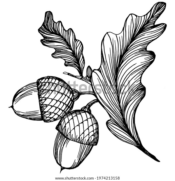 Acorn Isolated Sketch Drawing On White Stock Vector (Royalty Free ...
