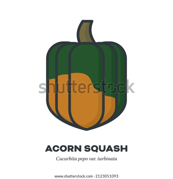 Acorn Squash Vegetable Icon Outline Color Stock Vector (Royalty Free ...