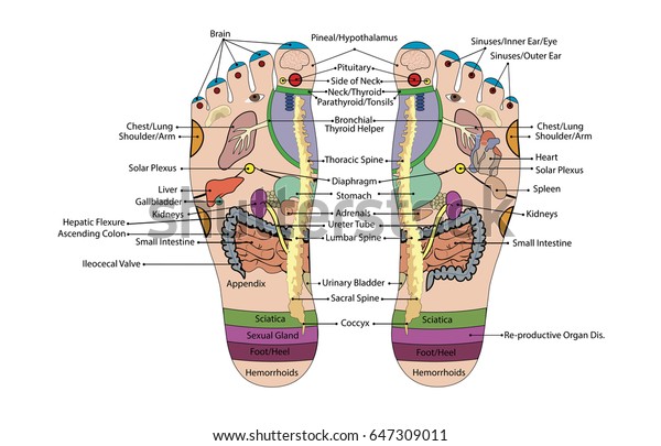 Acupuncture Foot Scheme Stock Vector (Royalty Free) 647309011