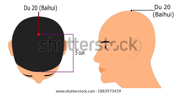Acupuncture Point Du 20 That Known Stock Vector (Royalty Free ...