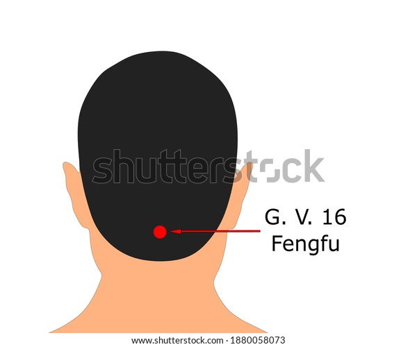 Acupuncture Point Governing Vessel 16 Gv Stock Vector (Royalty Free ...