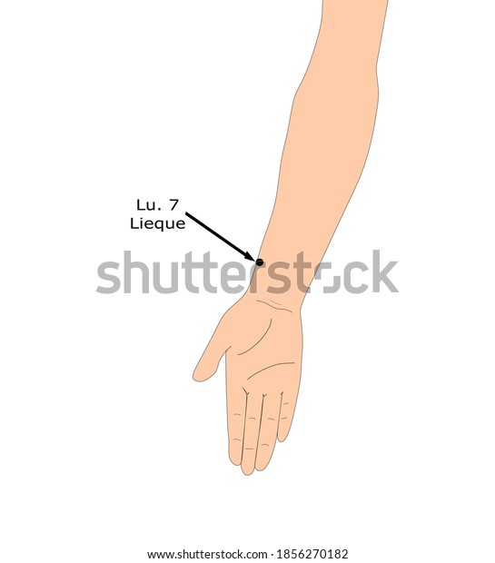 Acupuncture Point Lung 7 Lu 7 Stock Vector (Royalty Free) 1856270182 ...