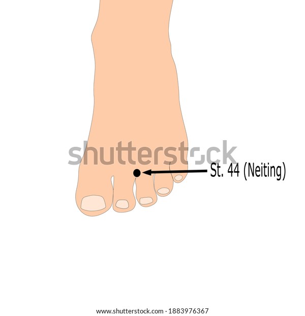 Acupuncture Point Stomach 44 St 44 Stock Vector (Royalty Free ...
