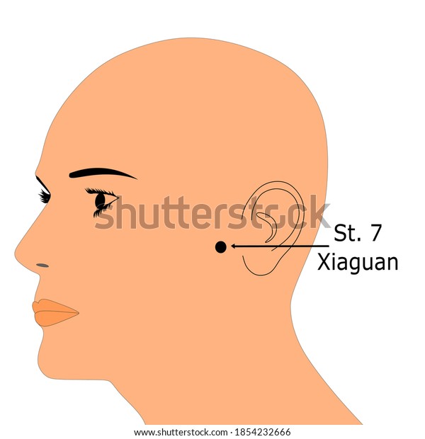 Acupuncture Point Stomach 7 St 7 Stock Vector (Royalty Free) 1854232666 ...